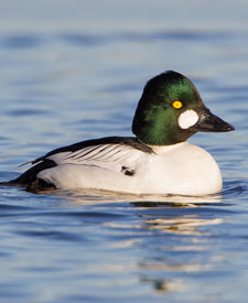 Common Goldeneye - NestWatch