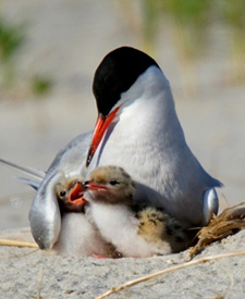 Common Tern - NestWatch