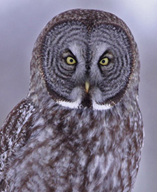 Great Gray Owl - NestWatch