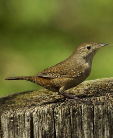 House Wren - NestWatch
