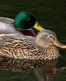 Mallard - NestWatch