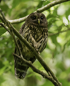 Mottled Owl - NestWatch