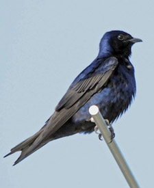 Purple Martin - NestWatch