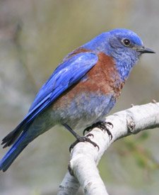 Western Bluebird - NestWatch