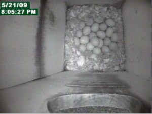 Wood Duck - NestWatch