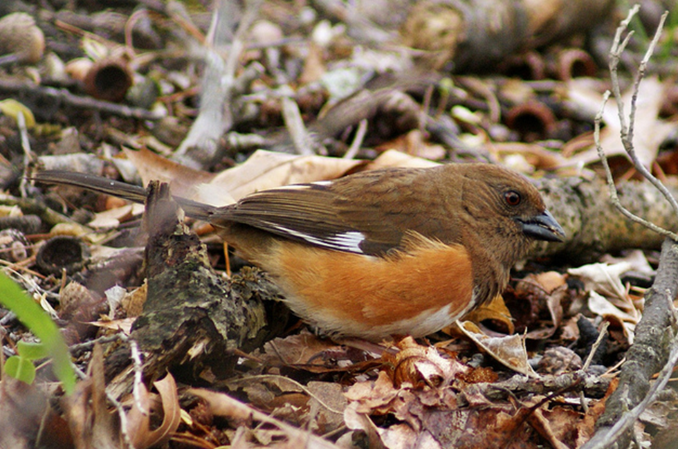 Eastern Towhee - NestWatch