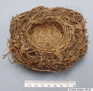 Dark-eyed Junco - NestWatch