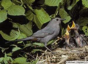 Gray Catbird - NestWatch
