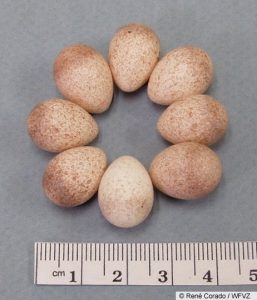 House Wren - NestWatch