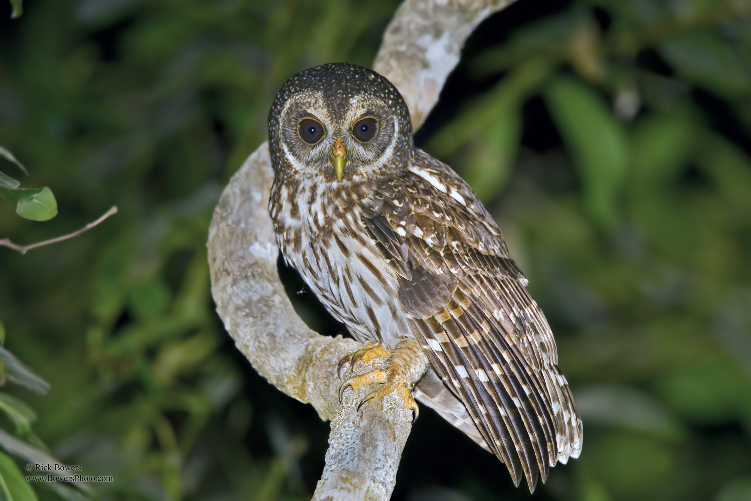 Repopulating Mottled Owls in Veracruz, Mexico - NestWatch