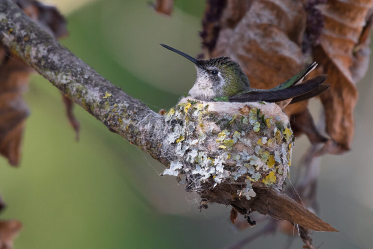 Using Wi Fi Enabled Security Cameras For Nest Monitoring Nestwatch